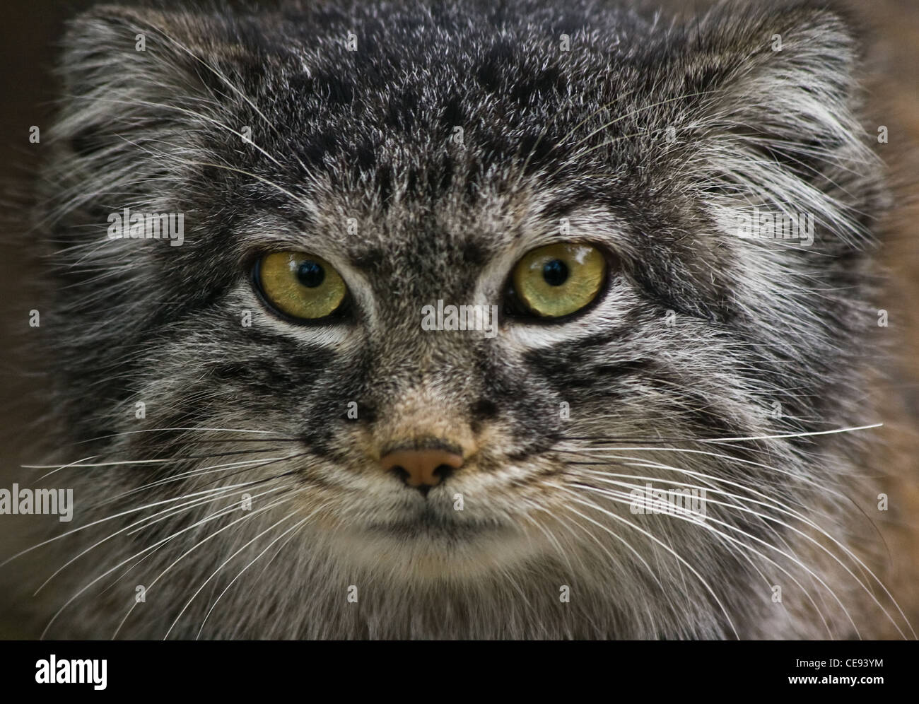 Manul, Pallascat or Felis otocolobus - Solitair living undomesticated ...