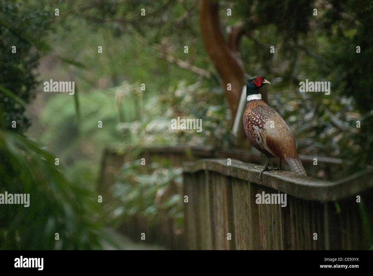 Pheasant on fence Stock Photo - Alamy