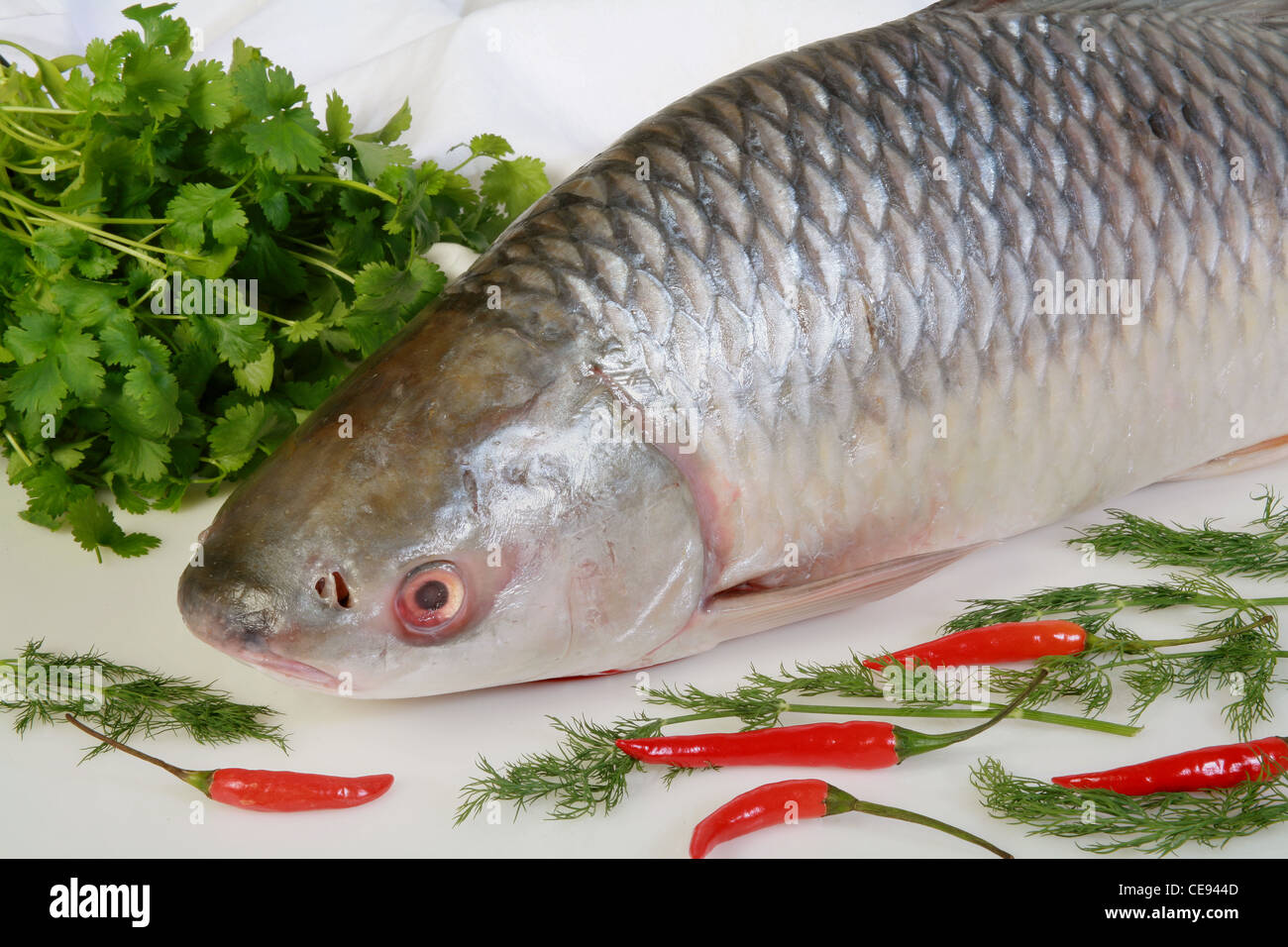 Mrigal hi-res stock photography and images - Alamy