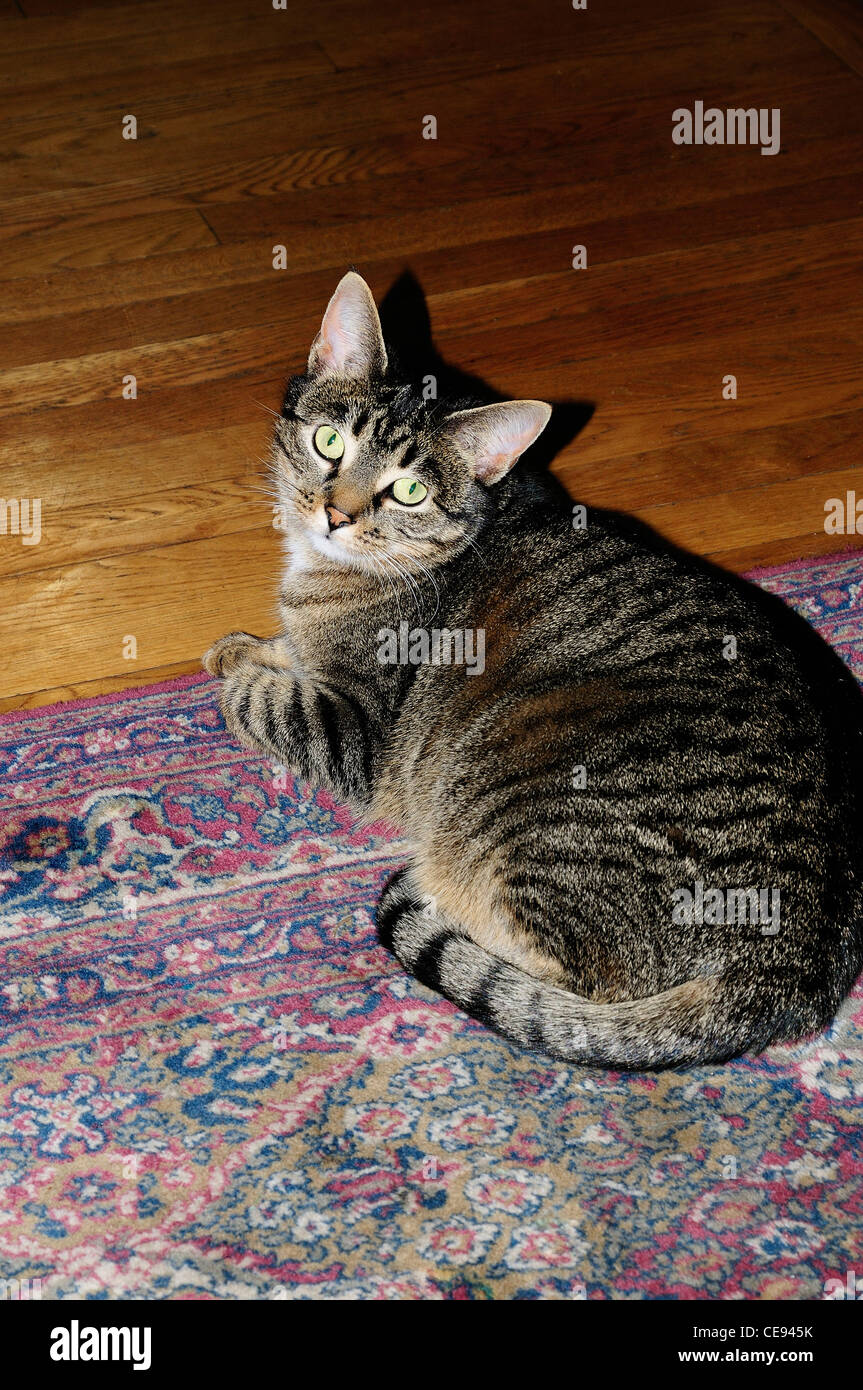 American short haired tabby hi-res stock photography and images - Alamy