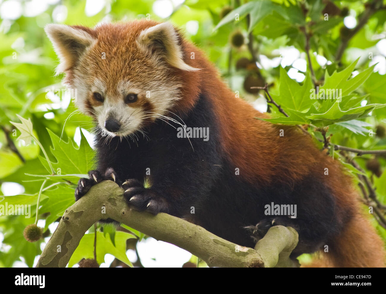 Red fox climbing hi-res stock photography and images - Alamy
