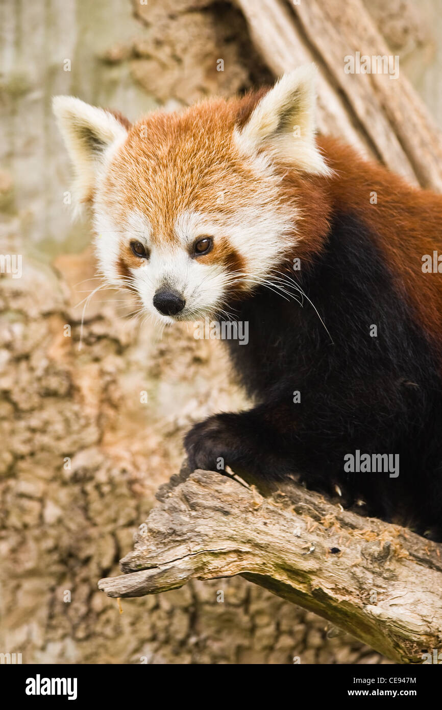 Red fox climbing hi-res stock photography and images - Alamy