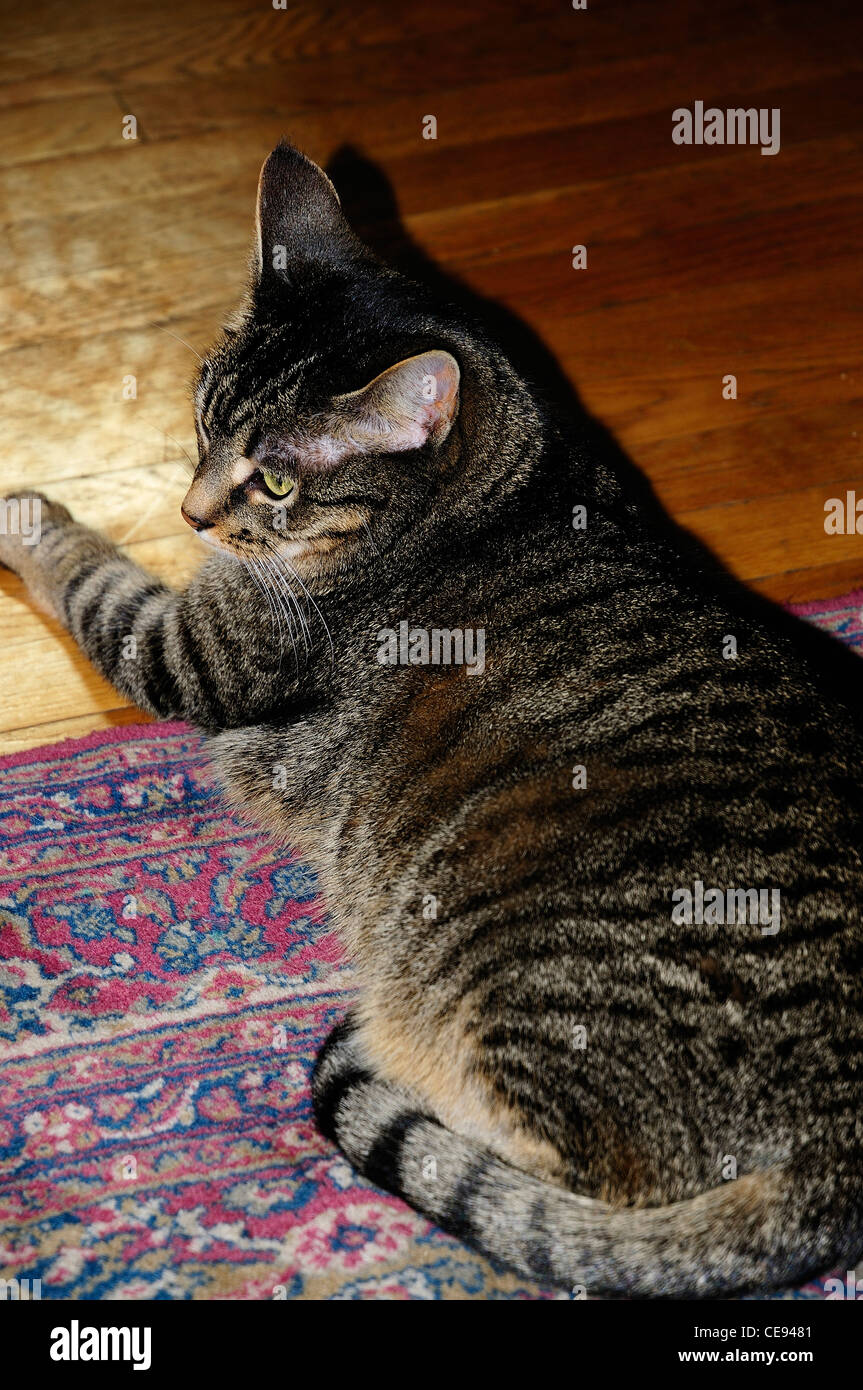American short haired tabby hi-res stock photography and images - Alamy