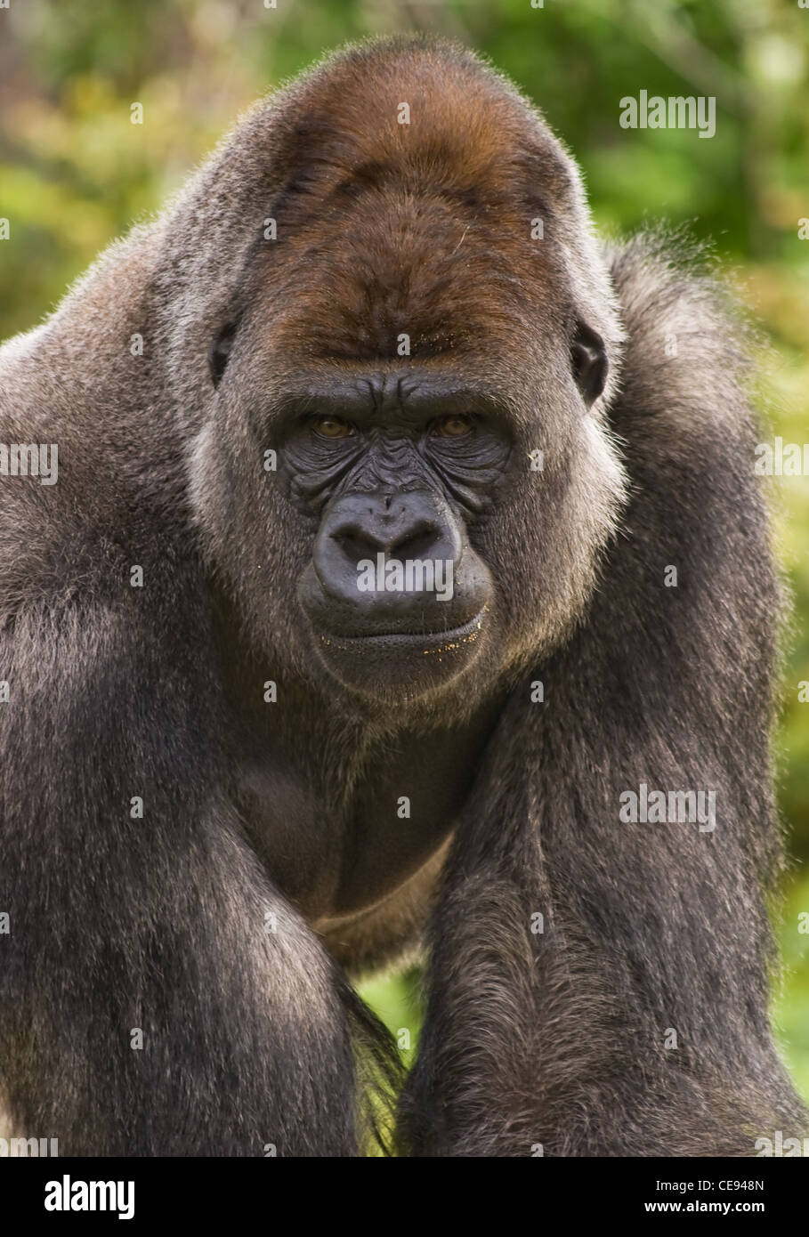 Big silverback gorilla portrait Stock Photo - Alamy