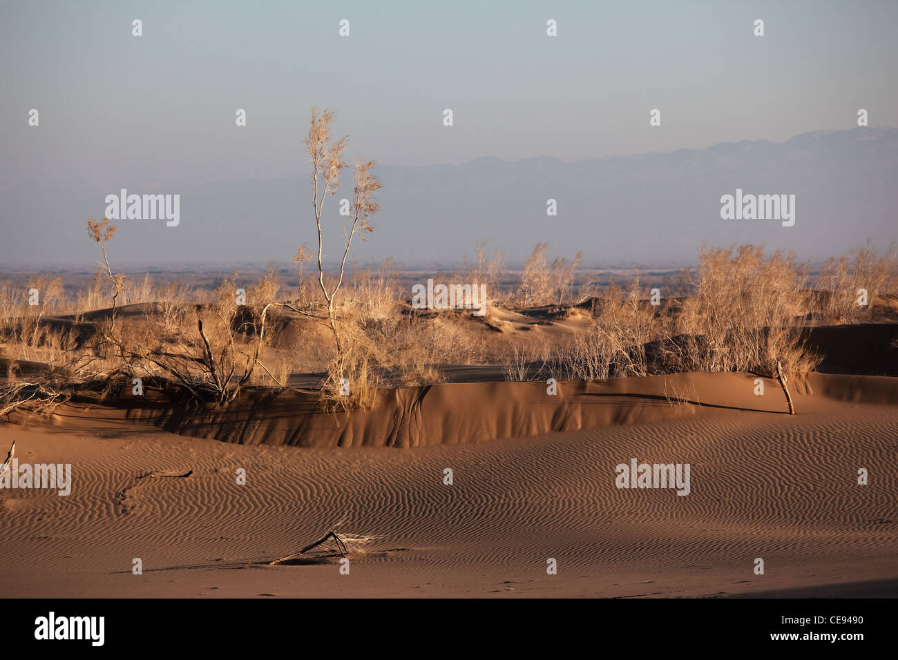 Shrub Saxaul (Haloxylon) grows in steppes of Central Asia, Kazakhstan ...