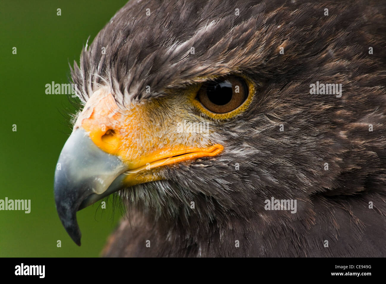 Head of Harris hawk, Dusty hawk, Bay-winged hawk or Parabuteo ...