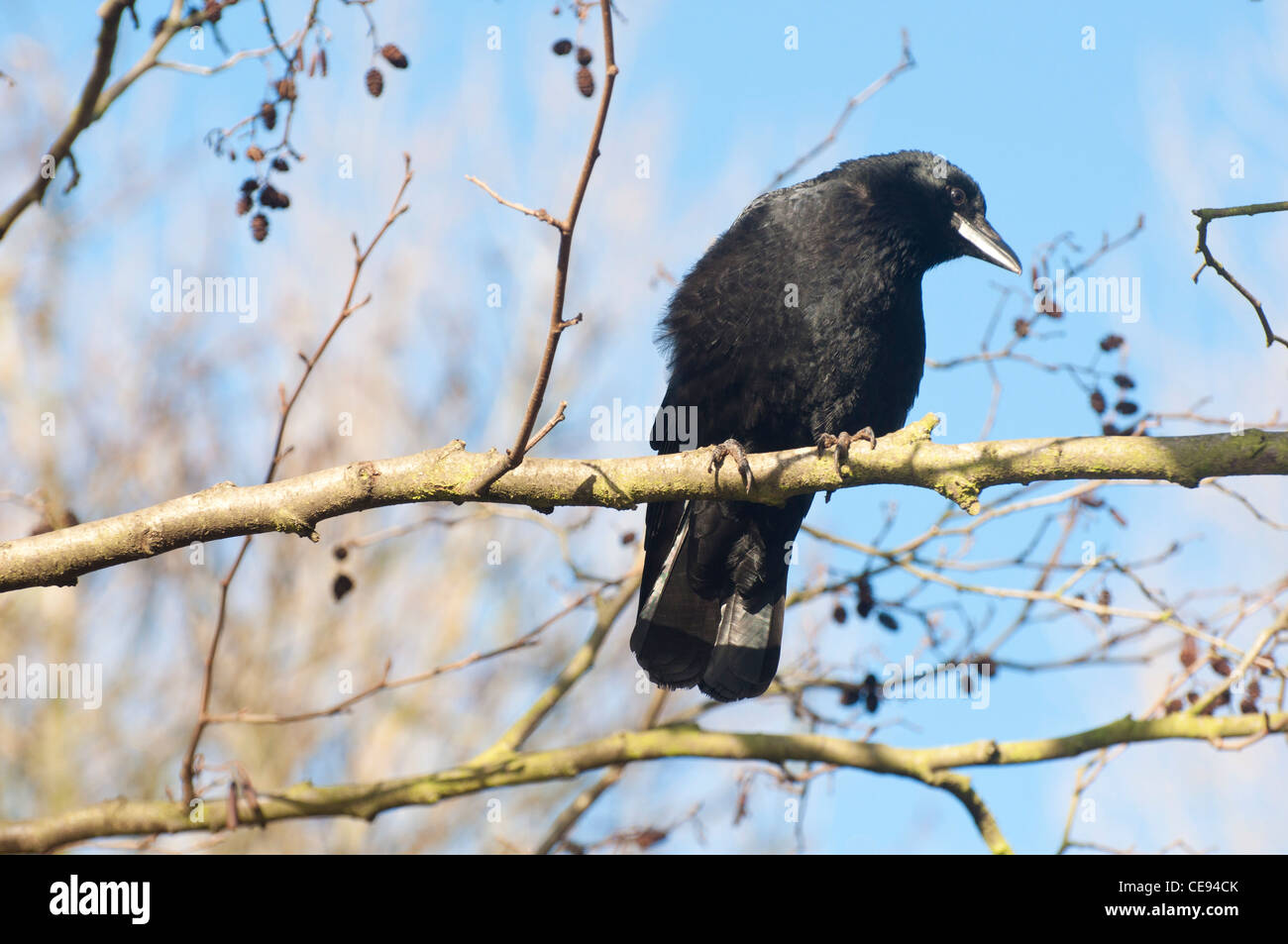 Curious crow hi-res stock photography and images - Alamy