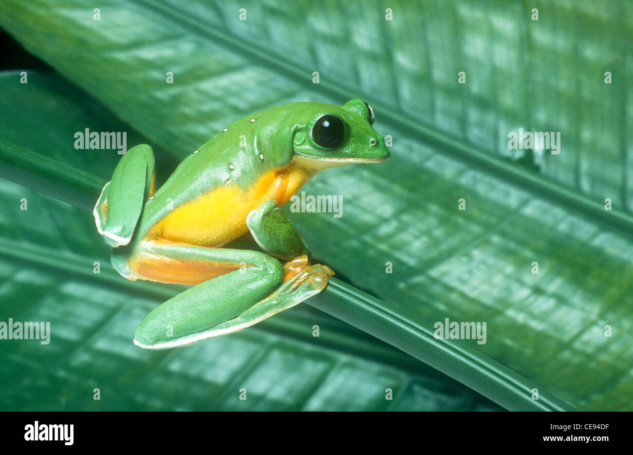 Spurrells leaf frog or flying frog, Costa Rica Stock Photo - Alamy