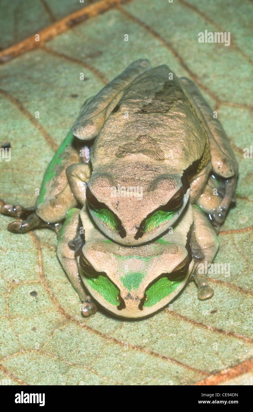 Tree frog, Smilisca phaeota, in amplexus, Turrialtico, Costa Rica Stock ...