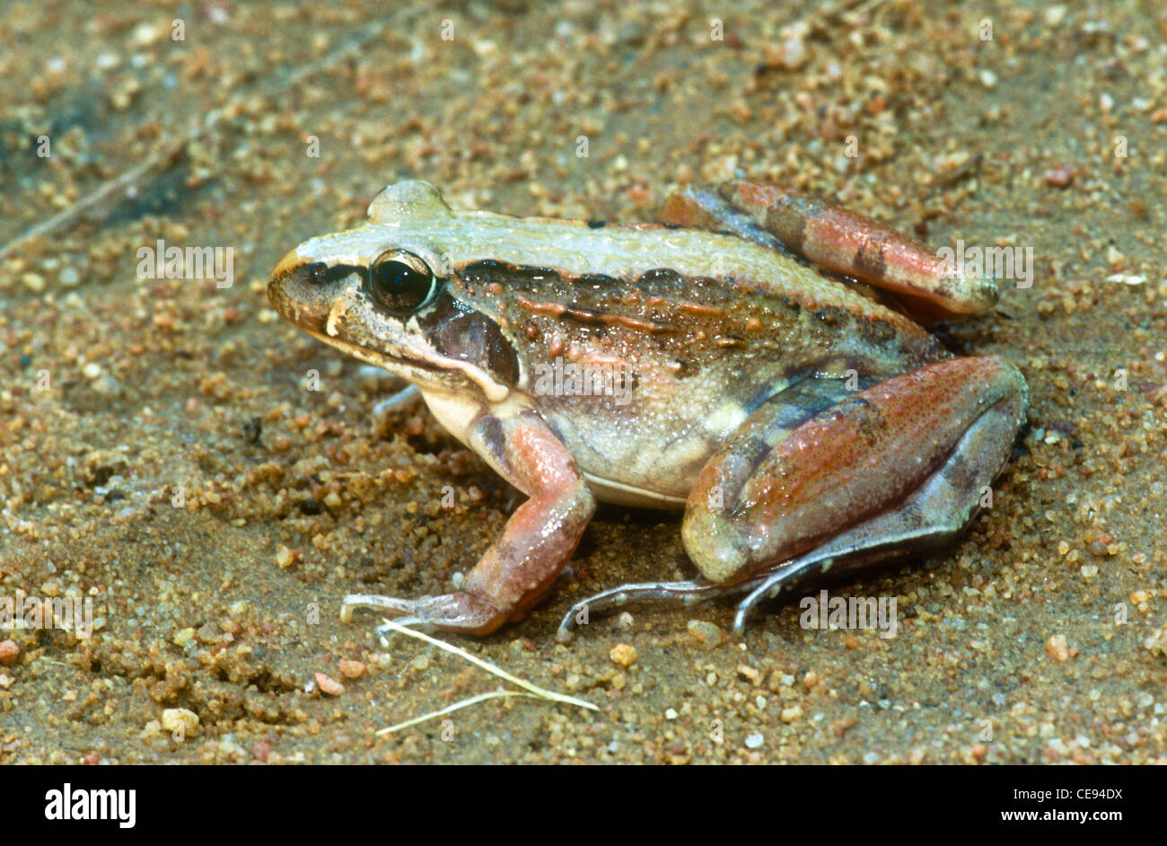 Frog stream africa africa hi-res stock photography and images - Alamy