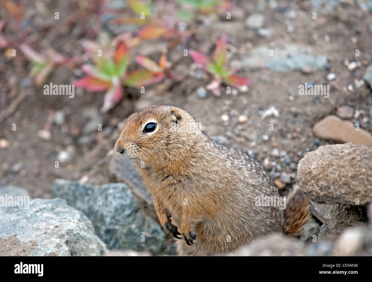 Arctic ground squirrel hi-res stock photography and images - Alamy