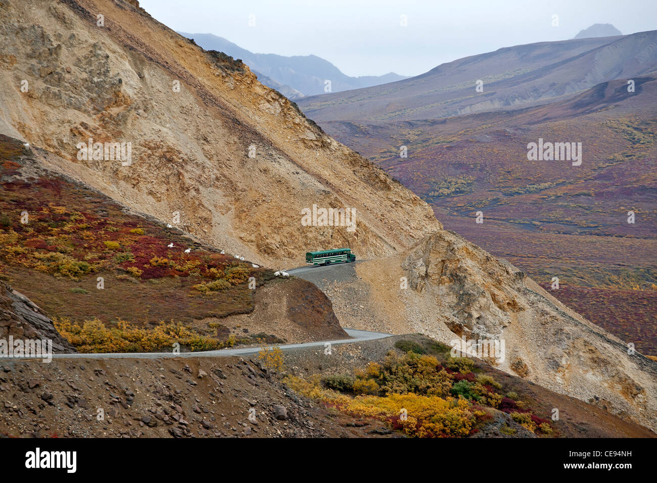 Shuttle bus near Polychrome Pass. Denali National Park. Alaska. USA ...