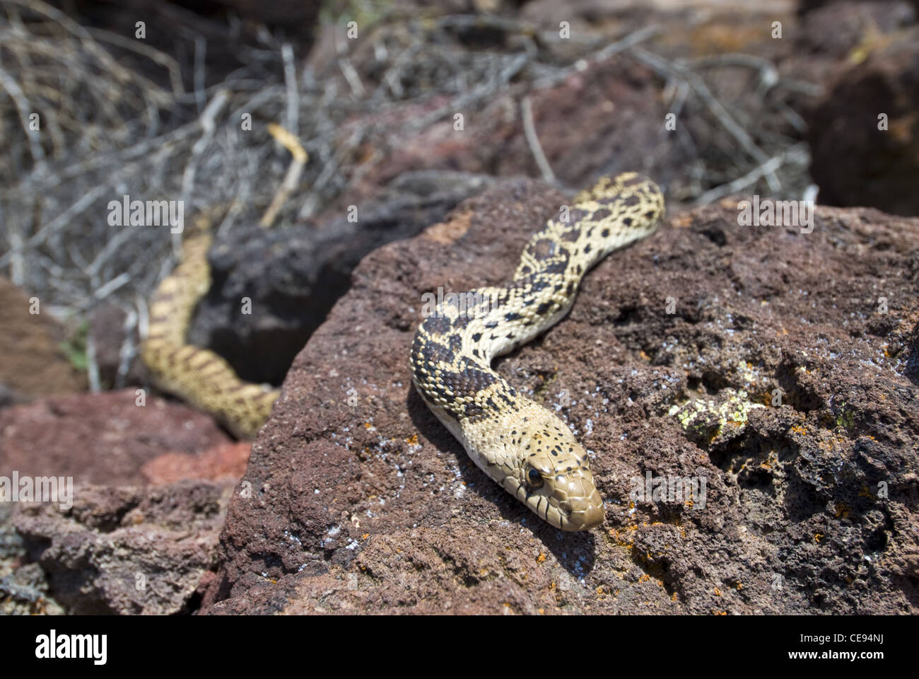 Sonoran Gopher Snake