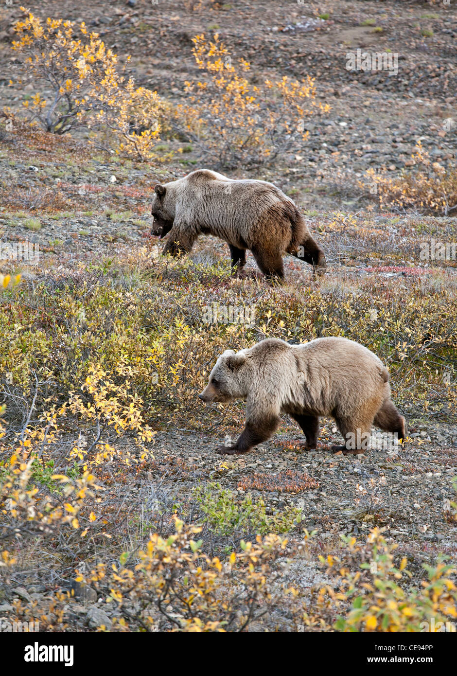 Grizzly bears. Denali National Park. Alaska. USA Stock Photo - Alamy
