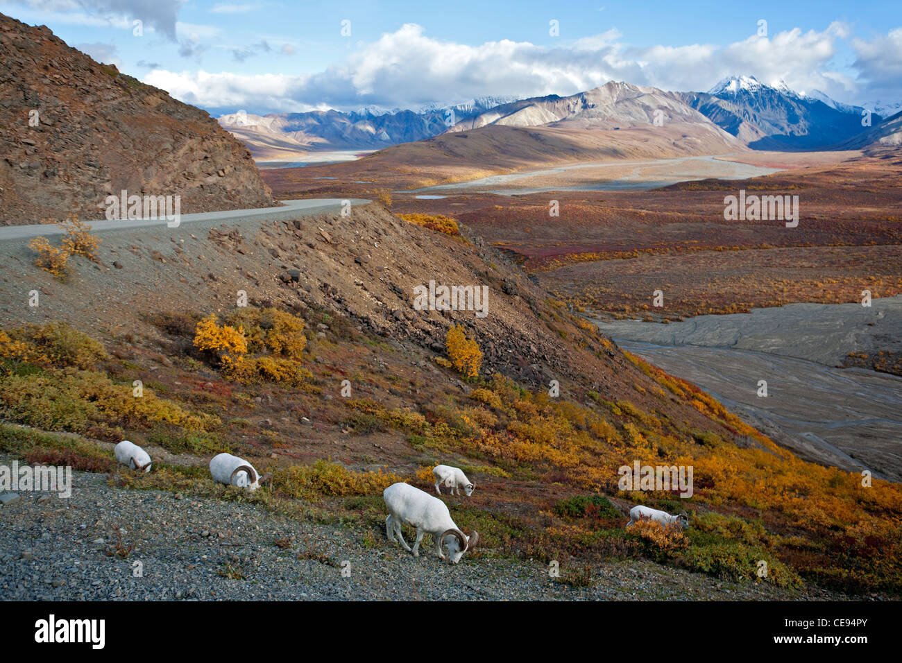 Alaska dall hi-res stock photography and images - Alamy