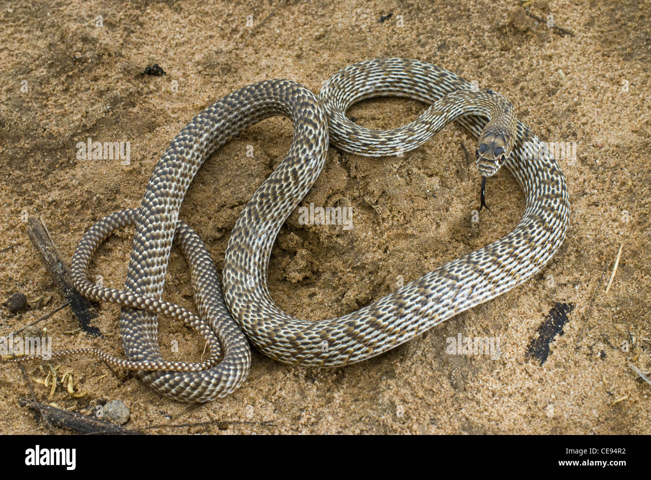 Western Coachwhip, (Coluber flagellum testaceus), Valencia county, New ...