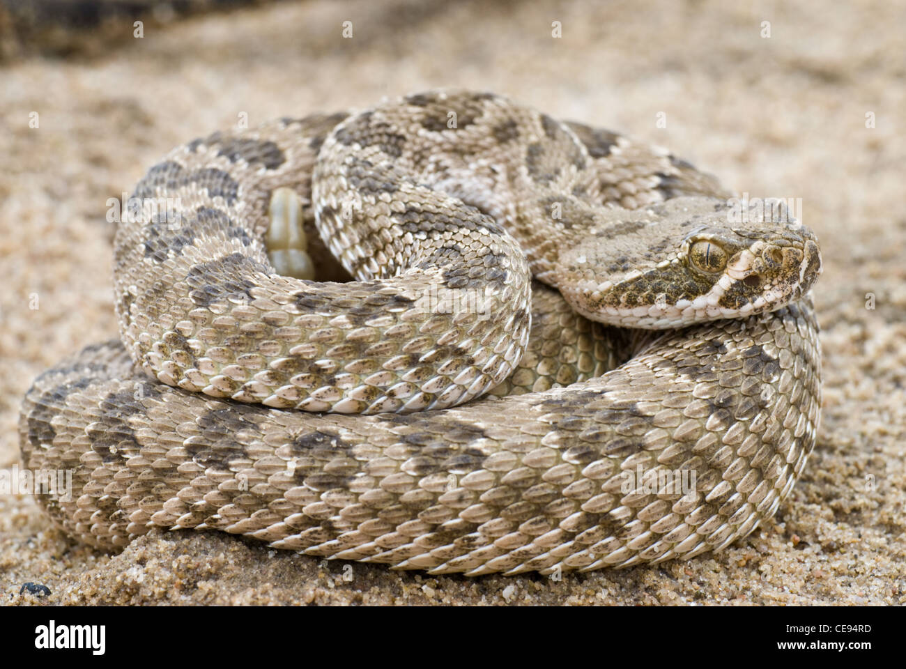 Crotalidae hi-res stock photography and images - Alamy