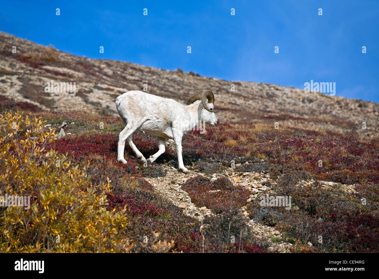 Dall sheep. Denali National Park. Alaska. USA Stock Photo - Alamy
