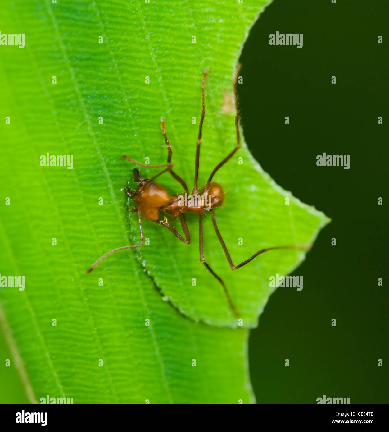 Leaf cutter ant hi-res stock photography and images - Alamy