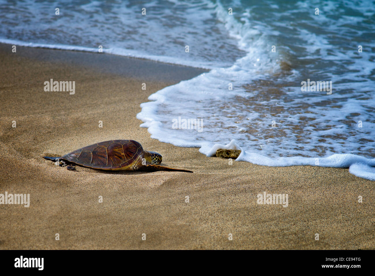Resting sea turtle and wave. Hawaii, The Big Island Stock Photo - Alamy