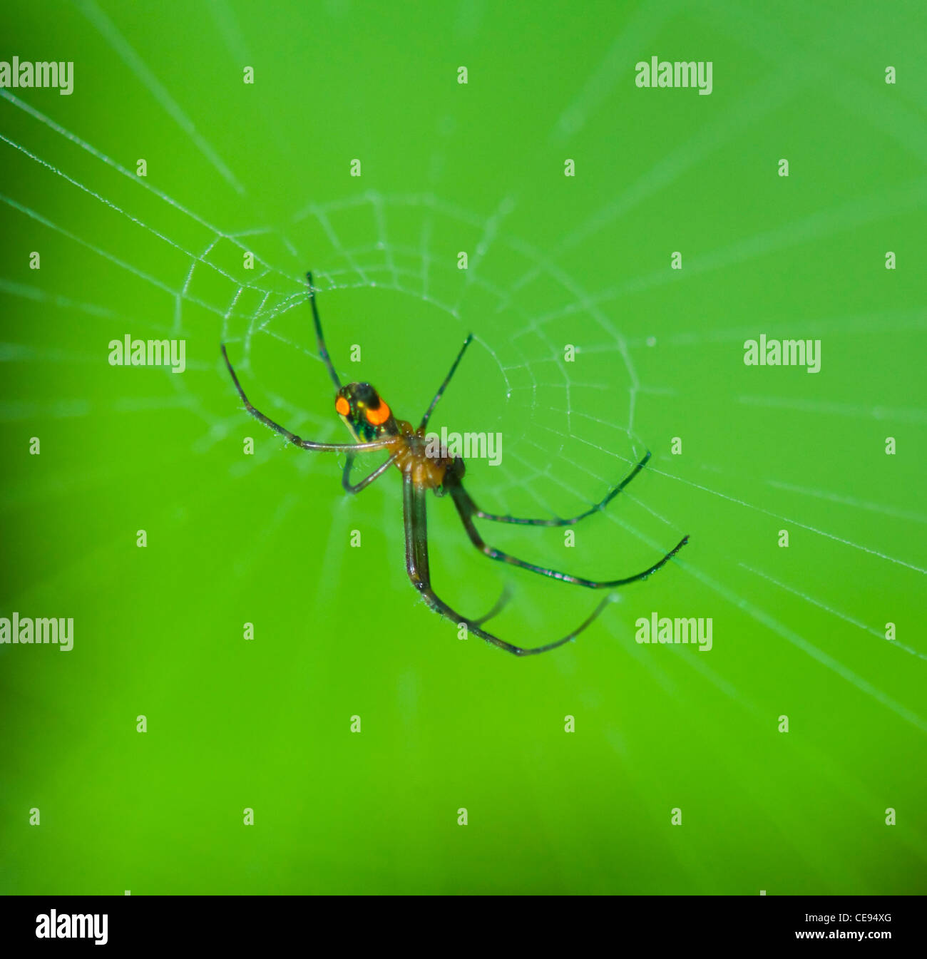 Spiders costa rica hi-res stock photography and images - Alamy