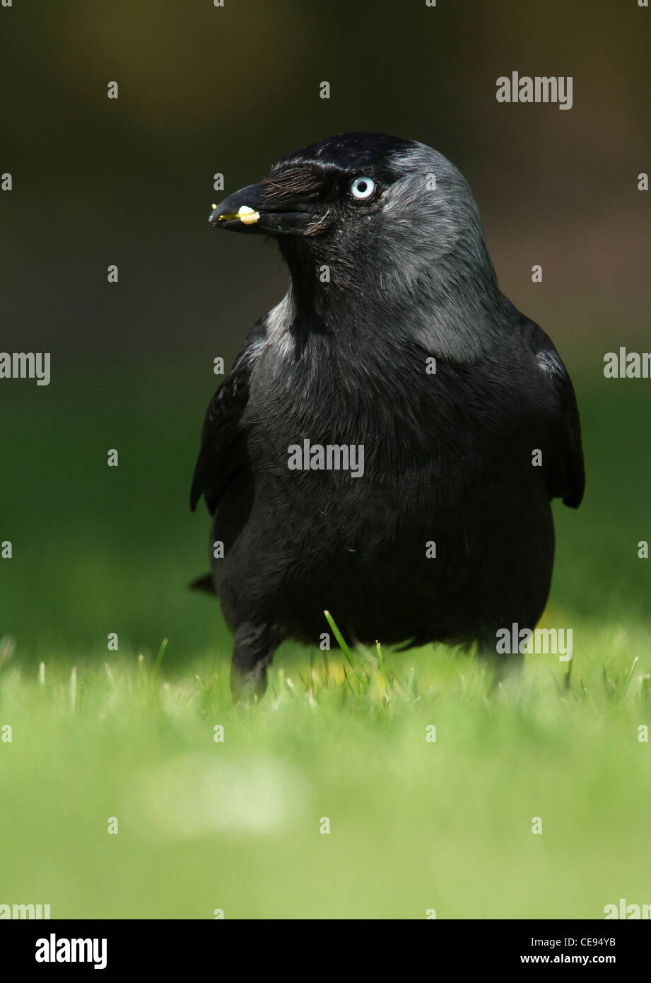 Jackdaw in garden Stock Photo - Alamy