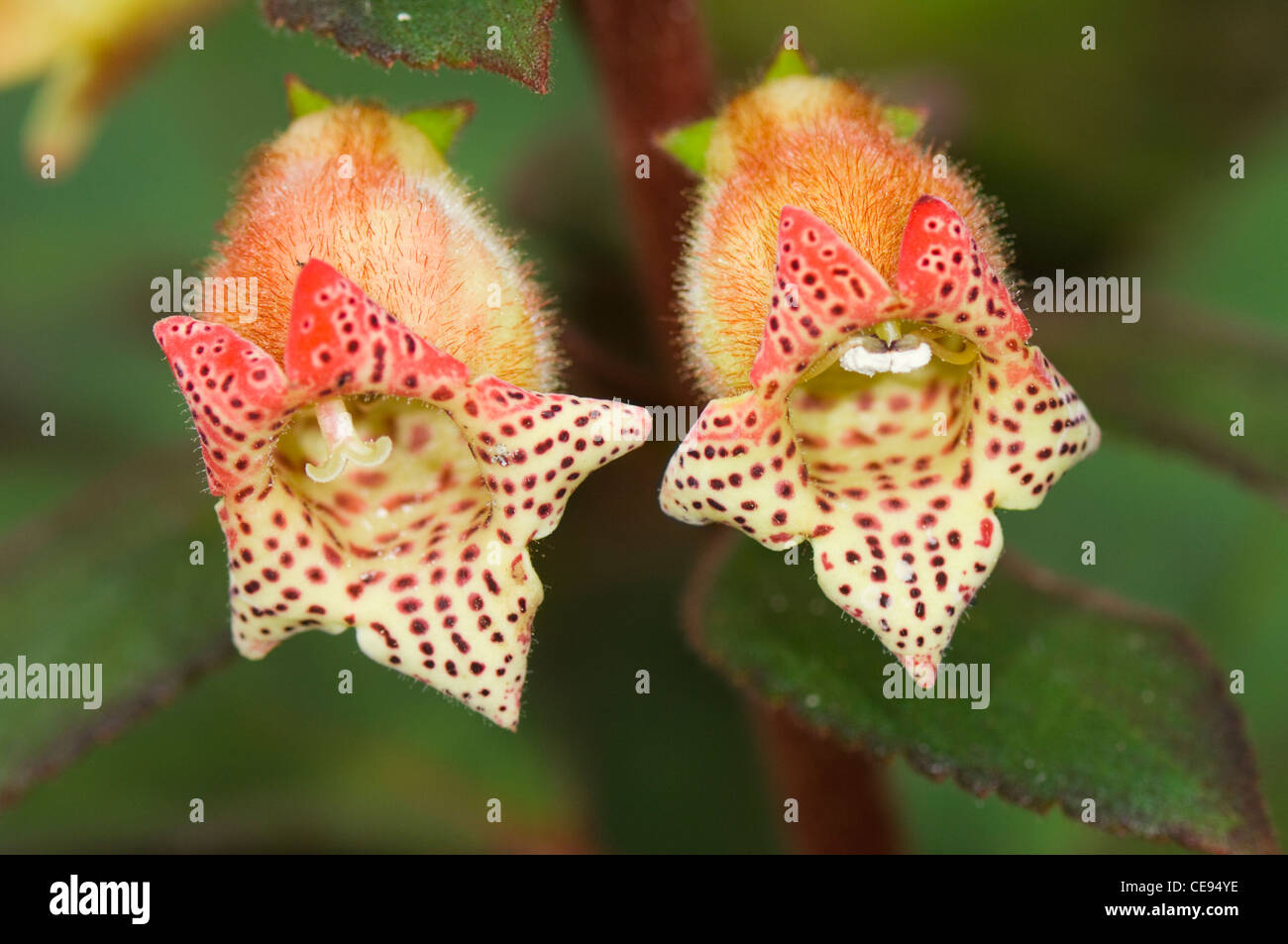Gesneriaceae Flowers, Wilson Botanical Gardens, San Vito, Costa Rica ...