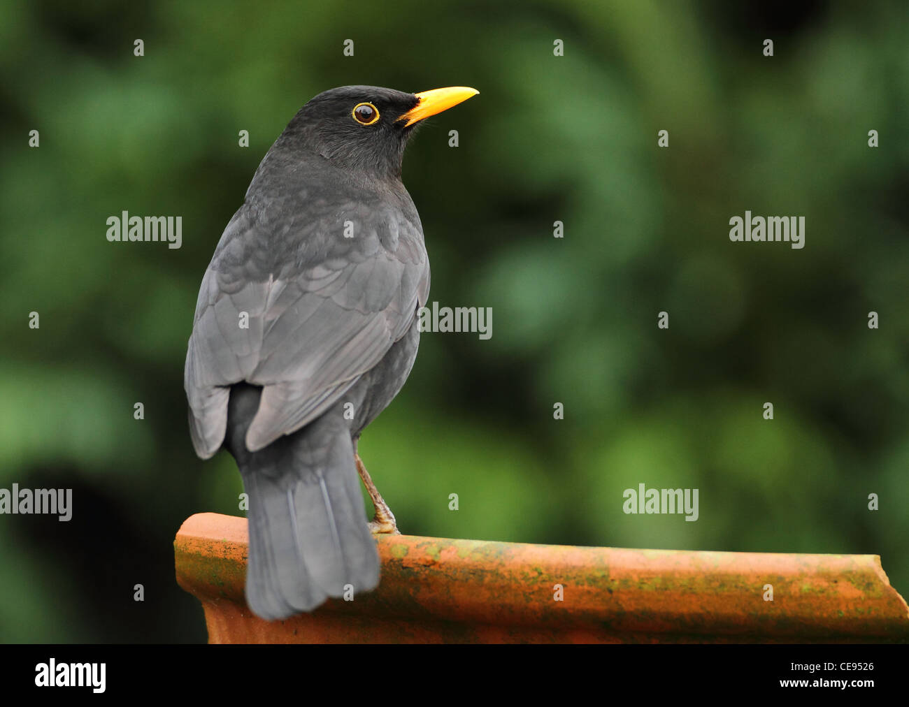 Woodland blackbird hi-res stock photography and images - Alamy