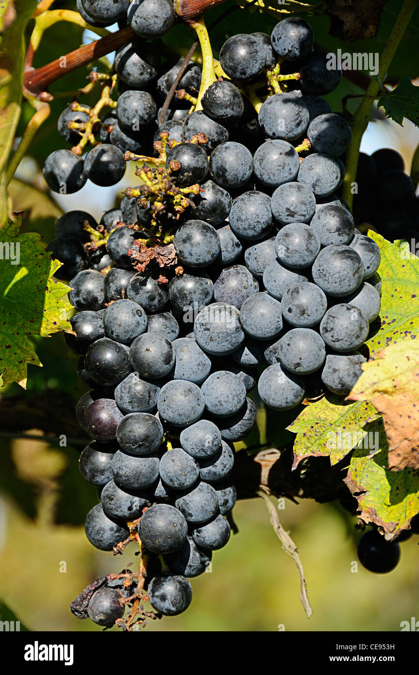 Cabernet grapes on the vine ready for picking Stock Photo - Alamy