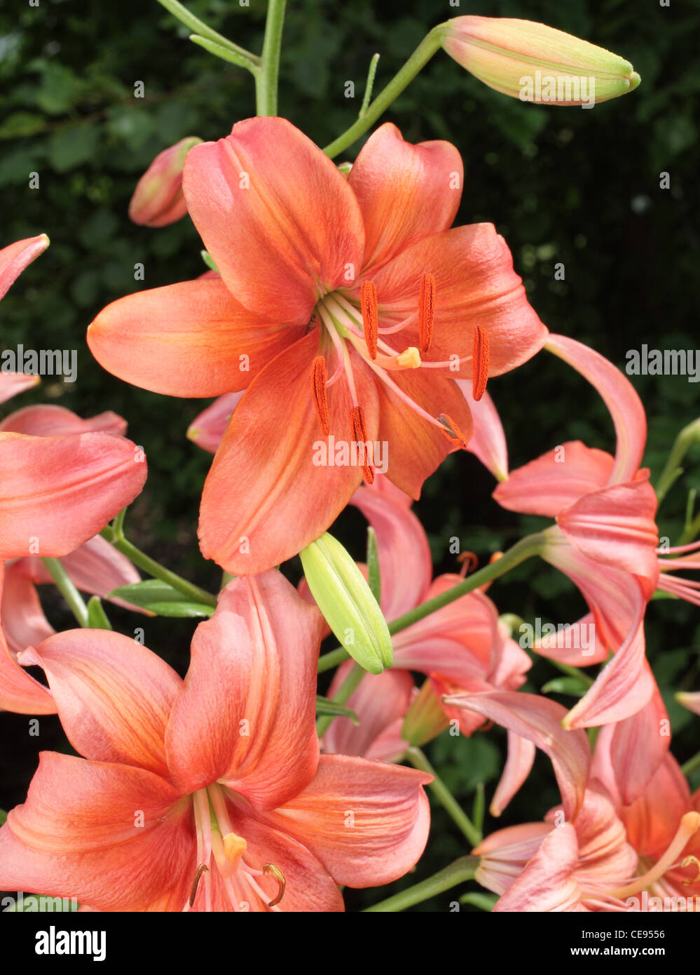 Asiatic lilies garden hi-res stock photography and images - Alamy