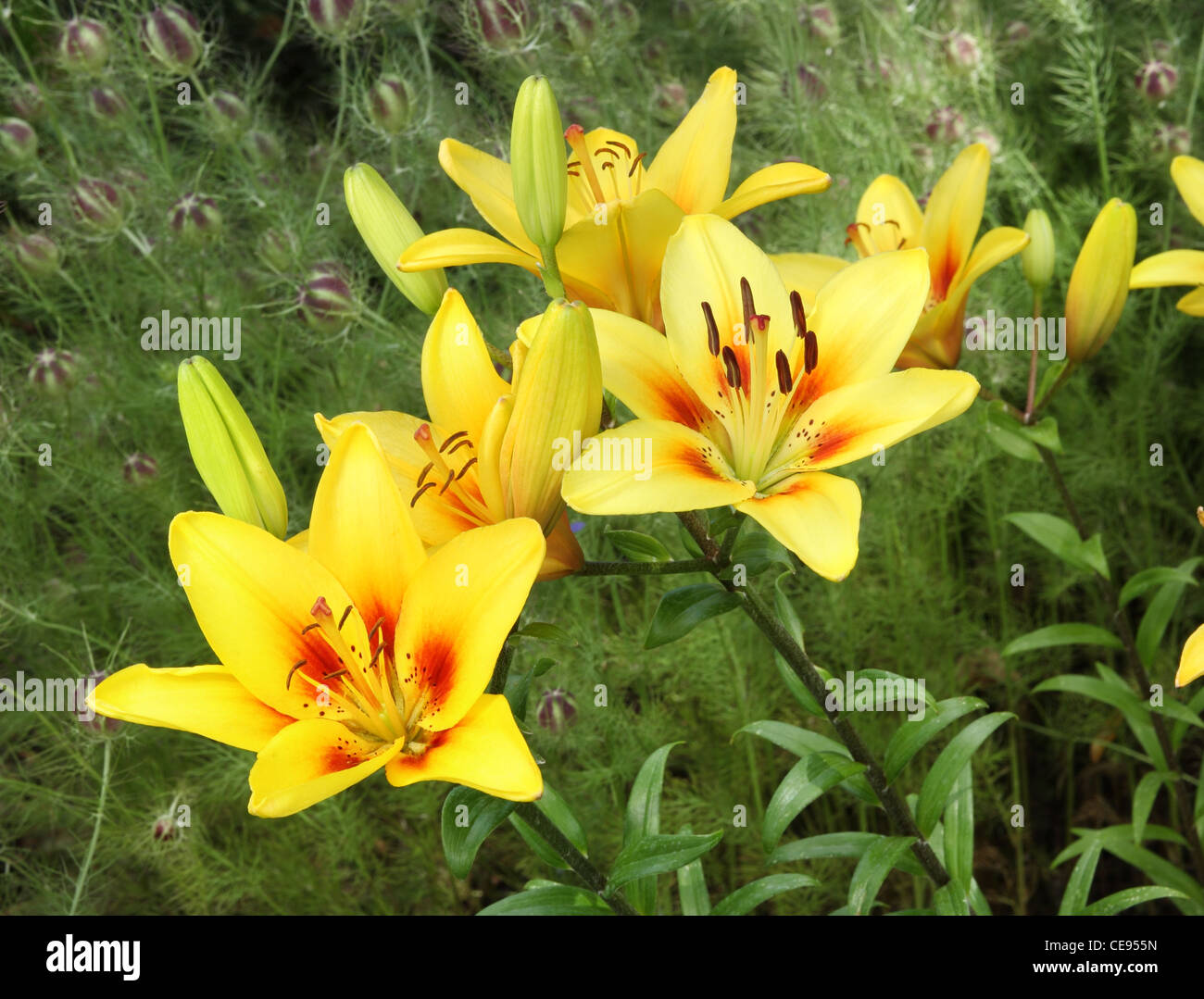 Asiatic Lily Garden High Resolution Stock Photography and Images - Alamy
