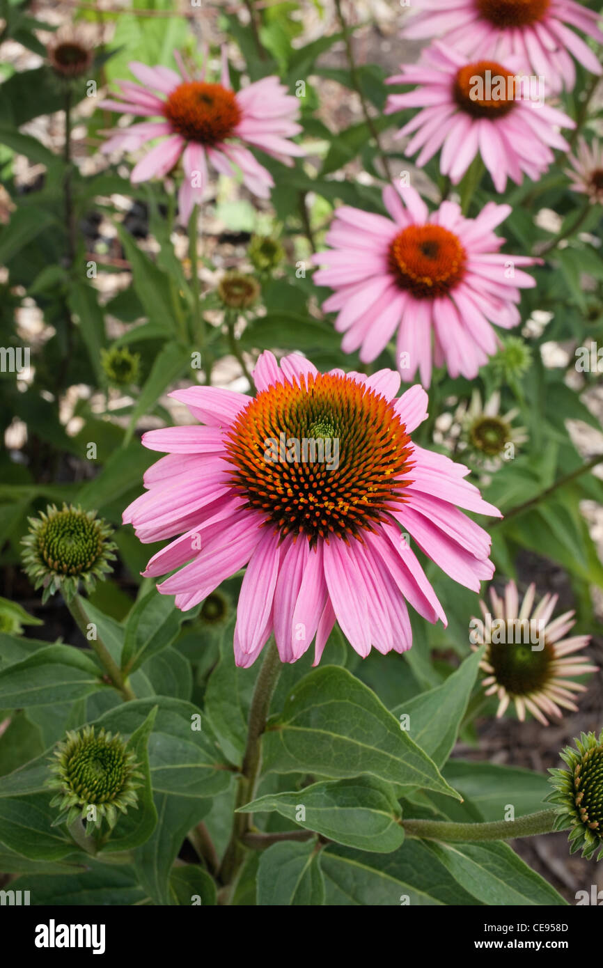 Bright pink coneflowers hi-res stock photography and images - Alamy