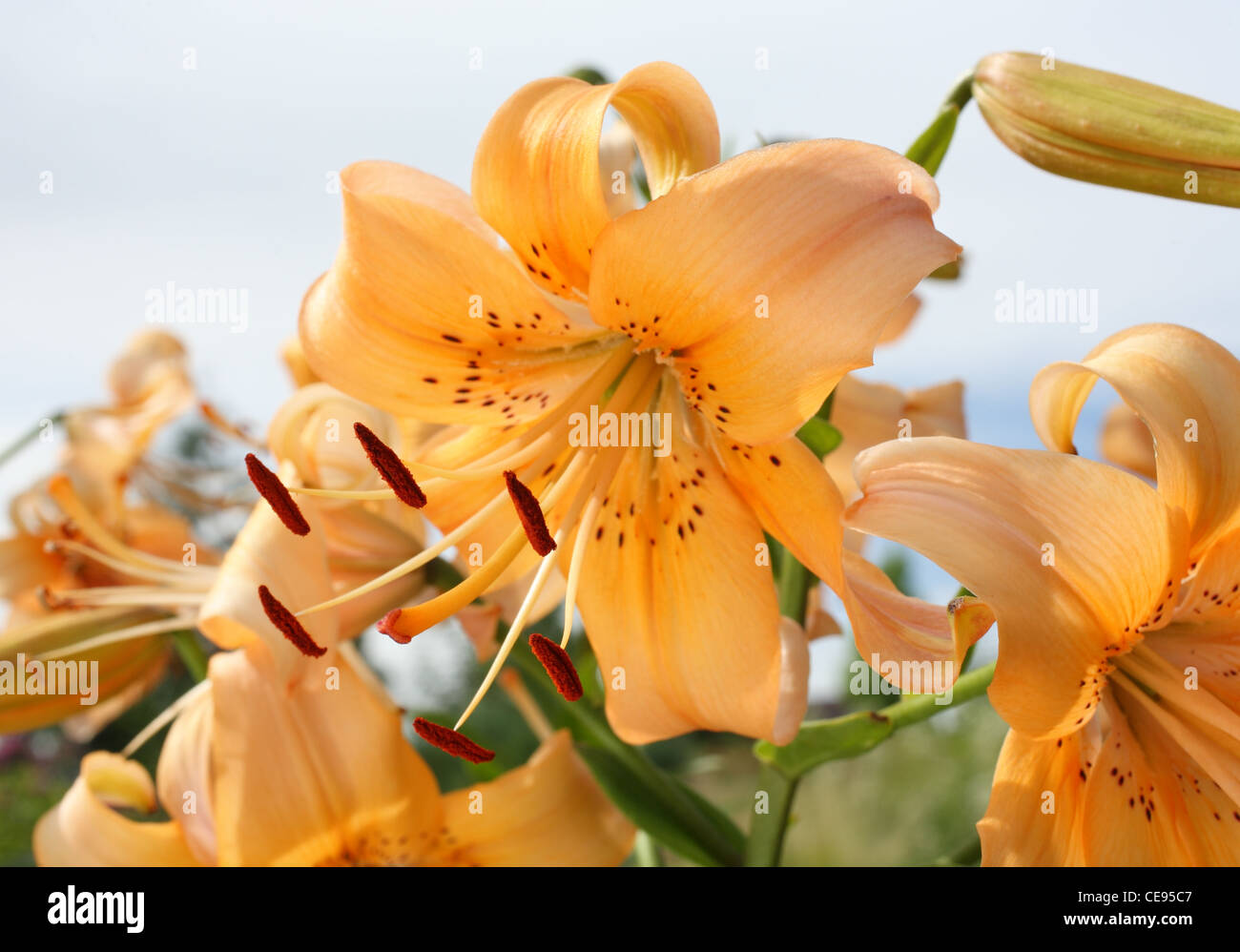 Open lily hi-res stock photography and images - Alamy