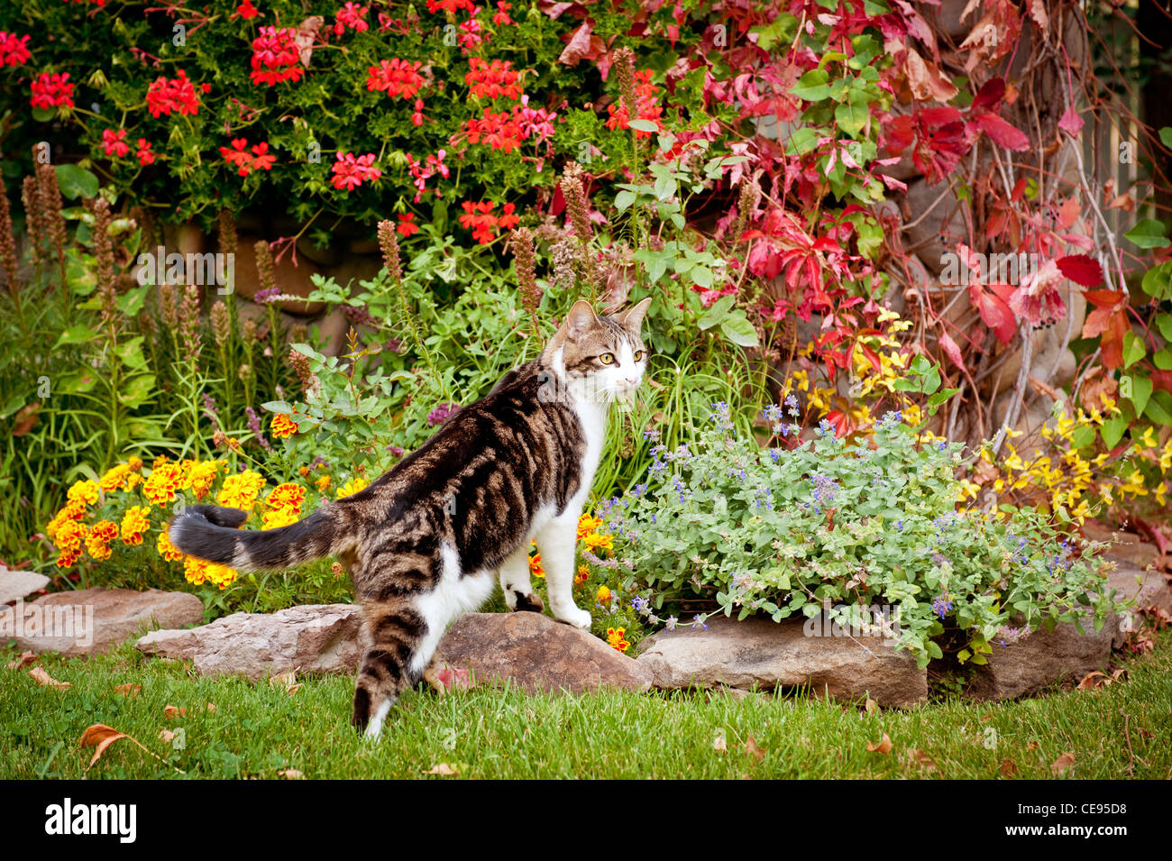 Cat in beautiful garden setting Stock Photo - Alamy