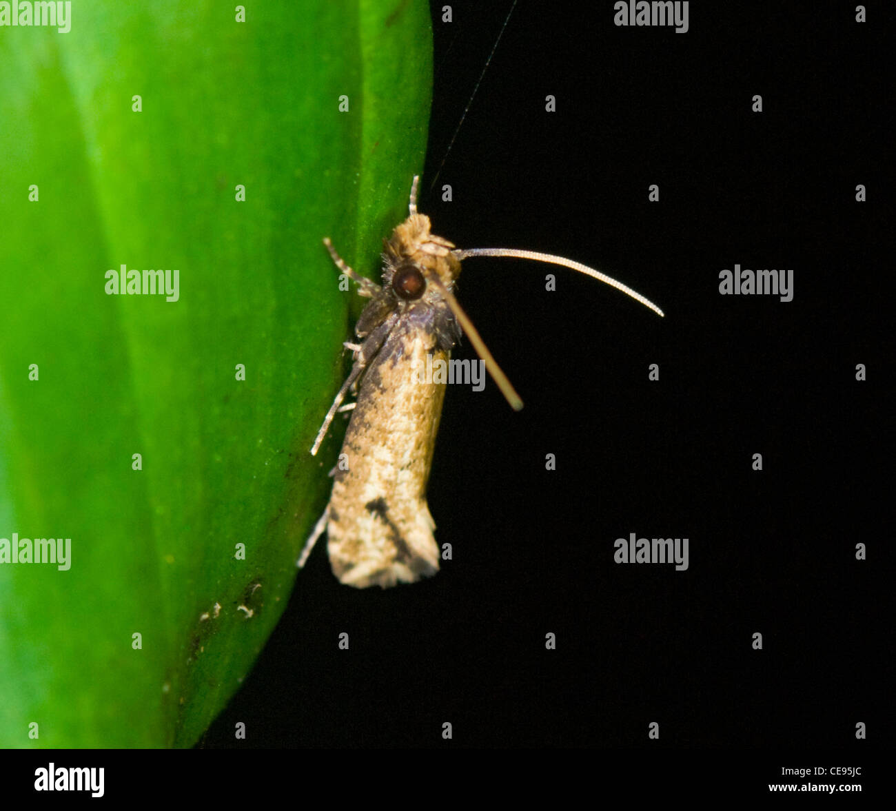 Moth Costa Rica Stock Photo - Alamy