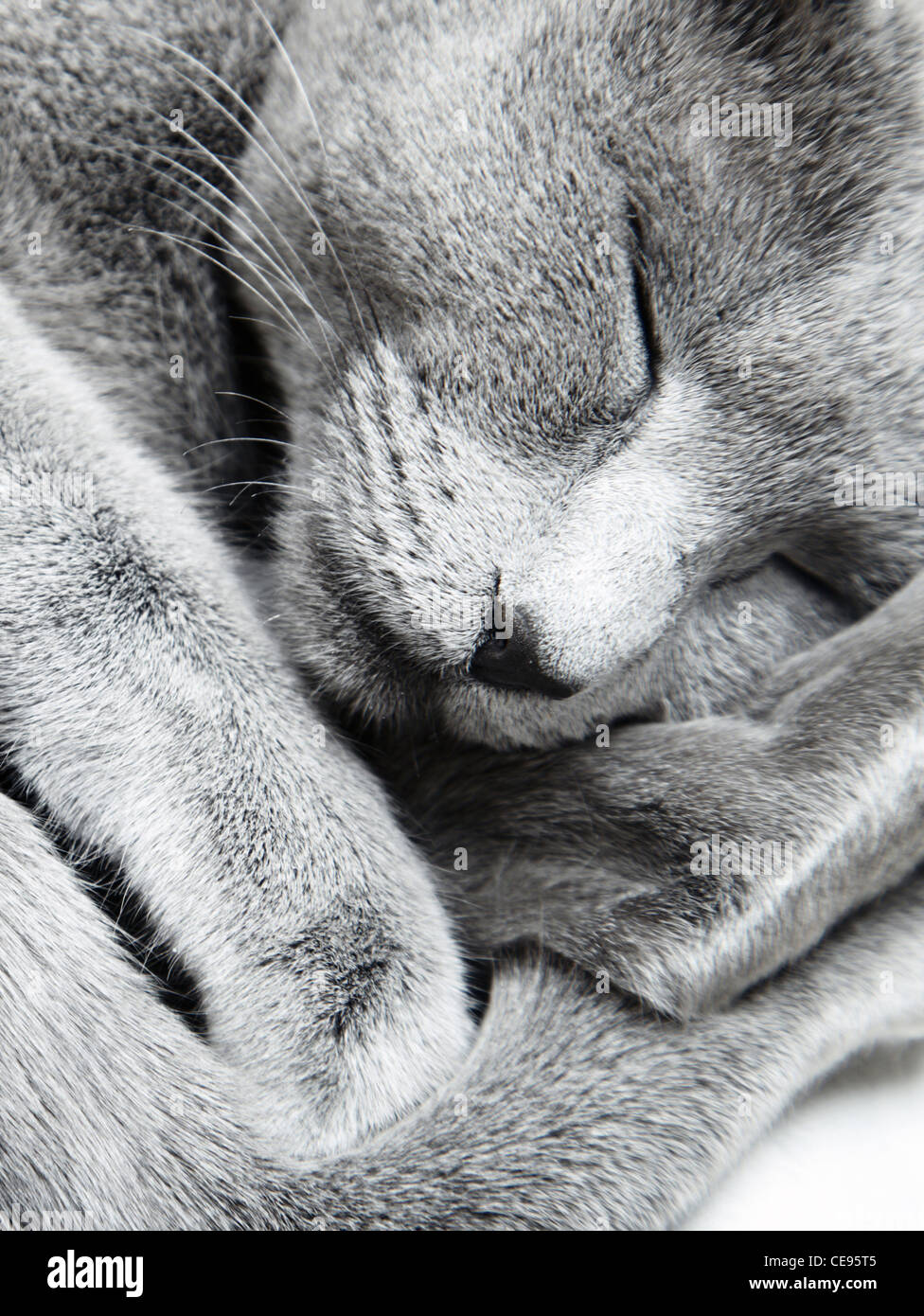 Russian blue cat sleeping indoors. Natural light and colors Stock Photo ...