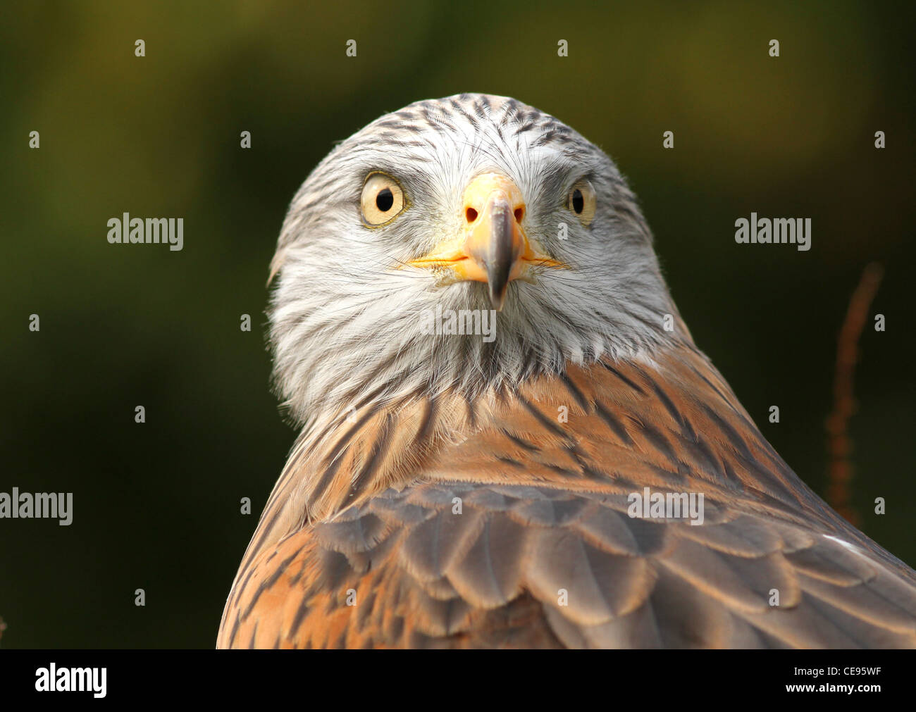 Kite hawk hi-res stock photography and images - Alamy