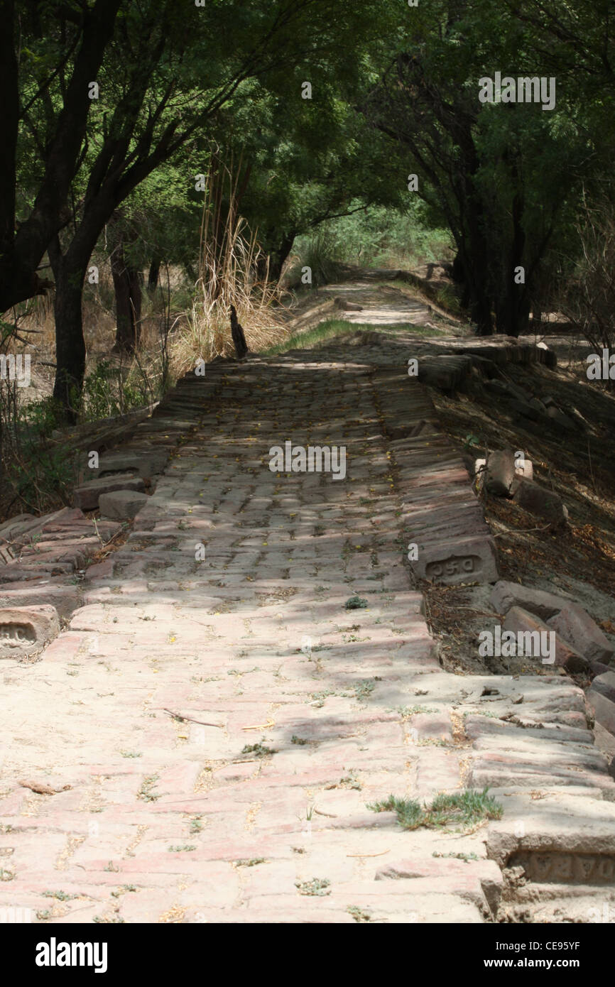 Woodland pathway in a wildlife reserve north of Delhi, India Stock ...