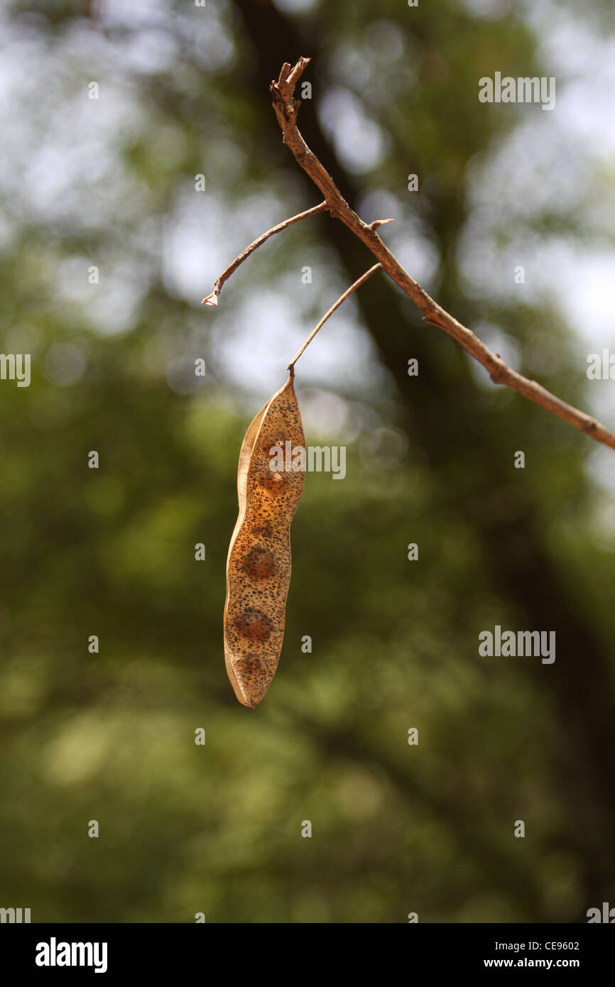 India plant tree hi-res stock photography and images - Alamy
