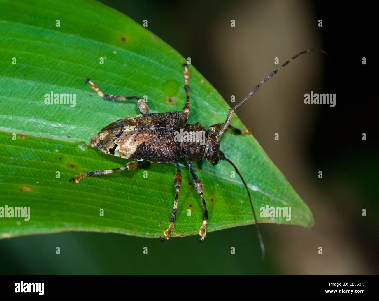 Harlequin beetle hi-res stock photography and images - Alamy