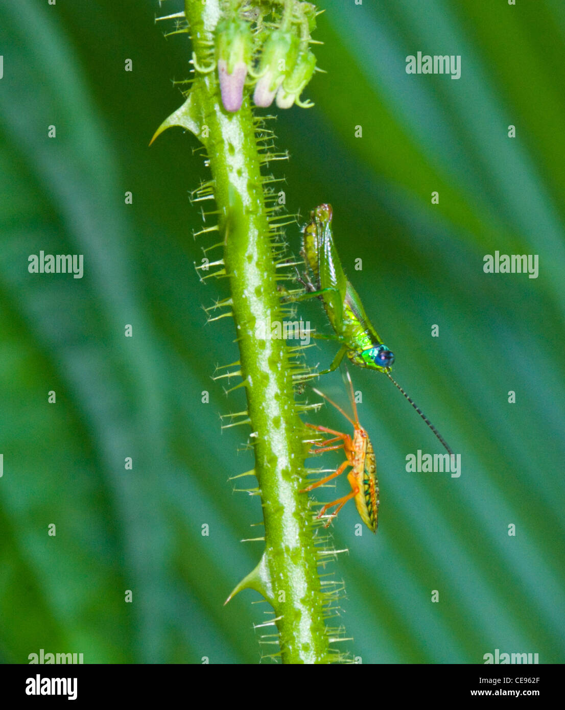 Grasshopper and Stink Bug Nymph Costa Rica Stock Photo - Alamy