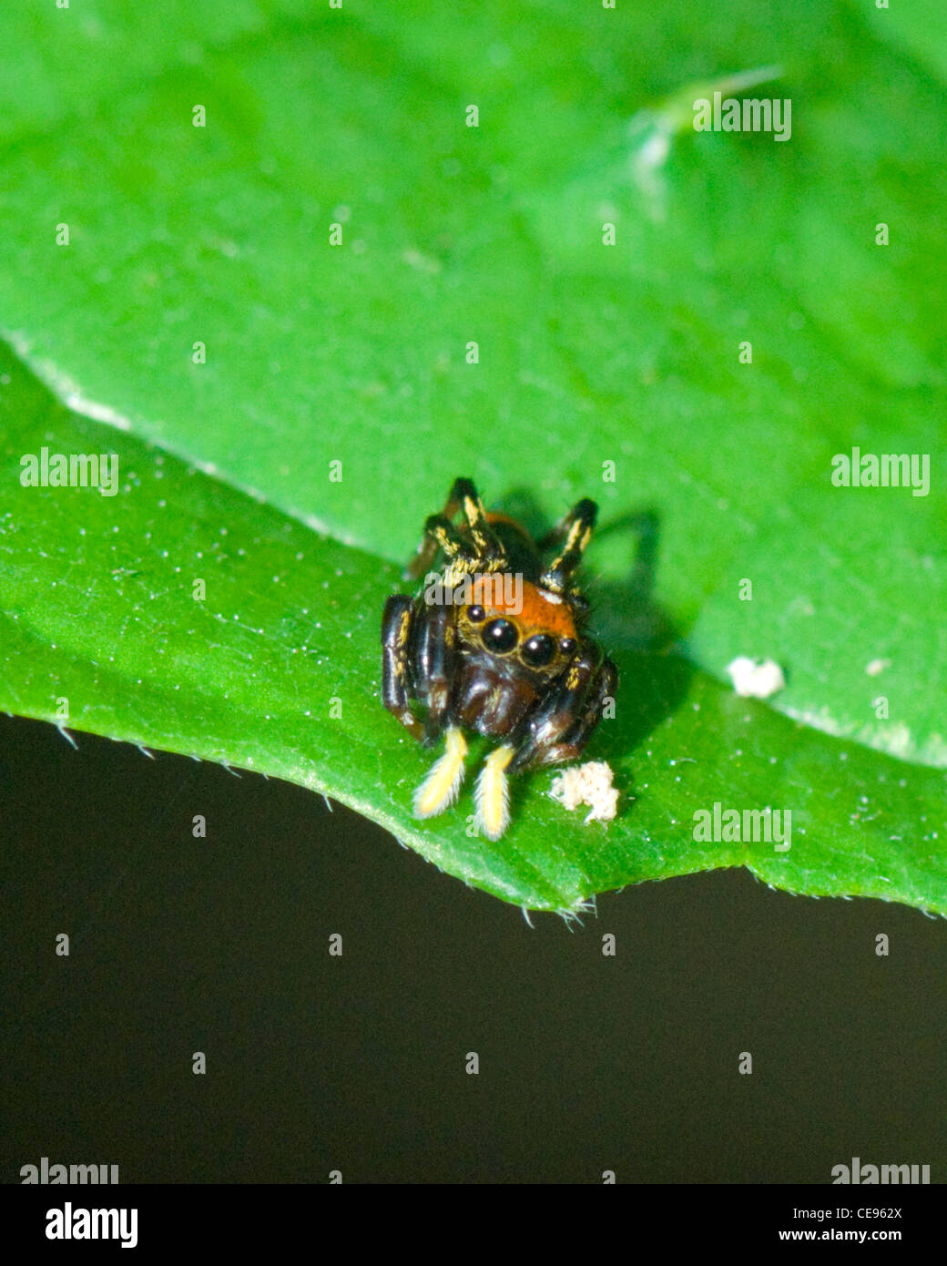 Red Jumping Spider Costa Rica Stock Photo - Alamy