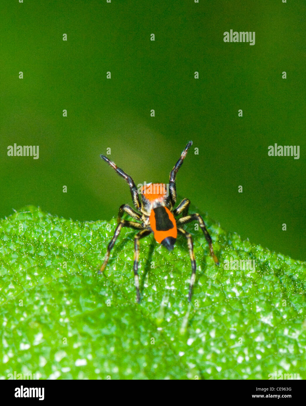 Red Jumping Spider Threat Posture Costa Rica Stock Photo - Alamy