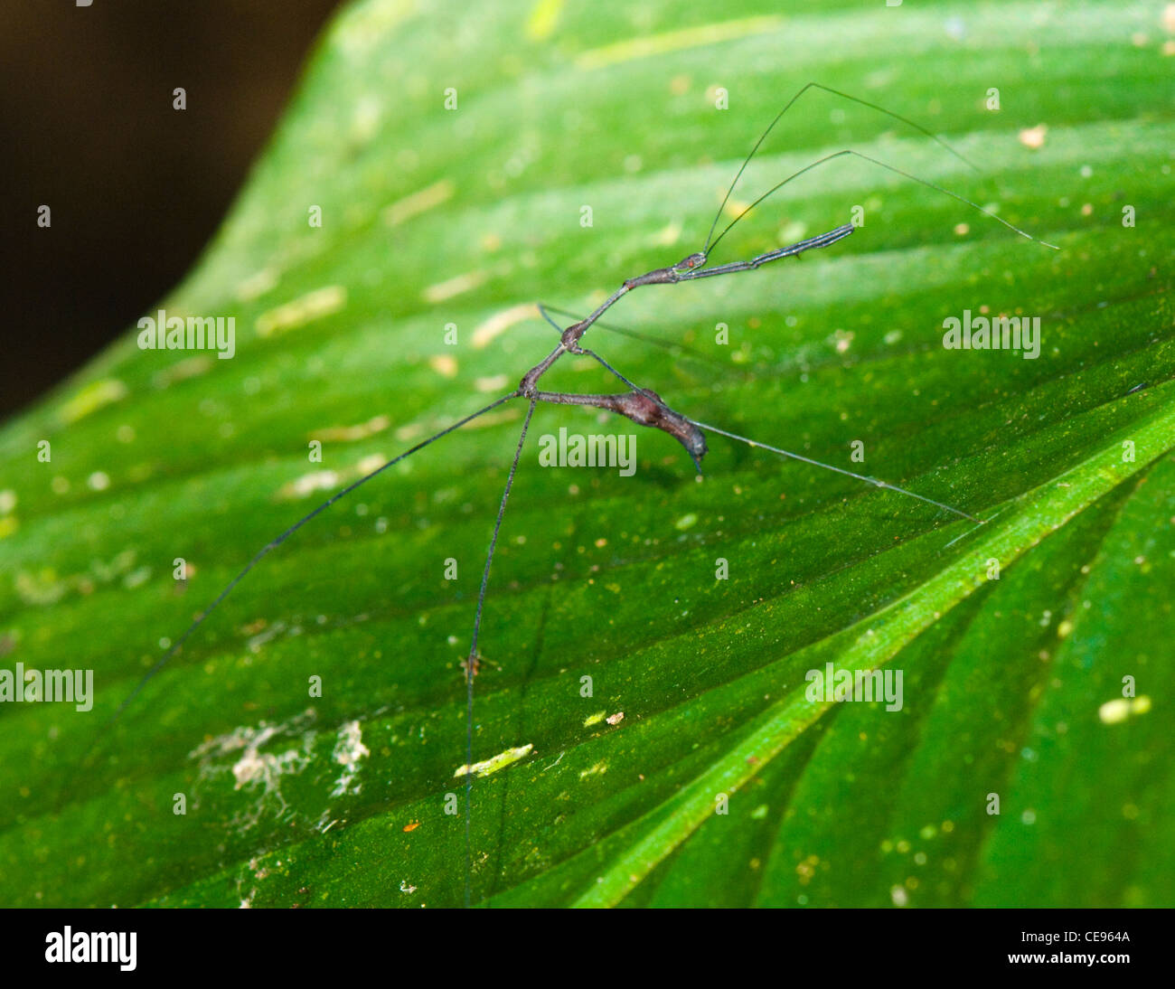 Stick Insect, Costa Rica Stock Photo - Alamy