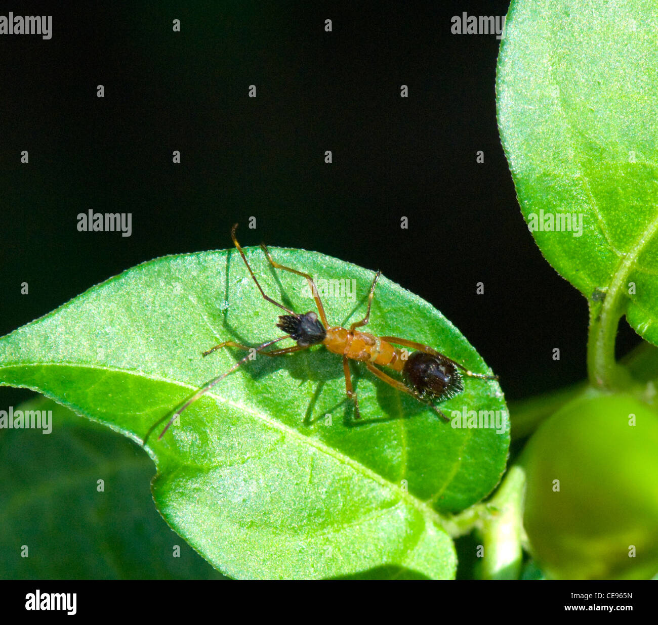 Ant Costa Rica Stock Photo - Alamy