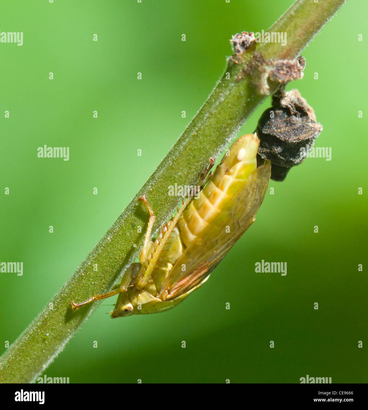 Planthopper hi-res stock photography and images - Alamy