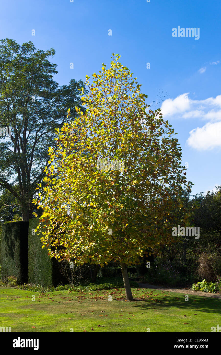 Conical when young deciduous tree hi-res stock photography and images ...