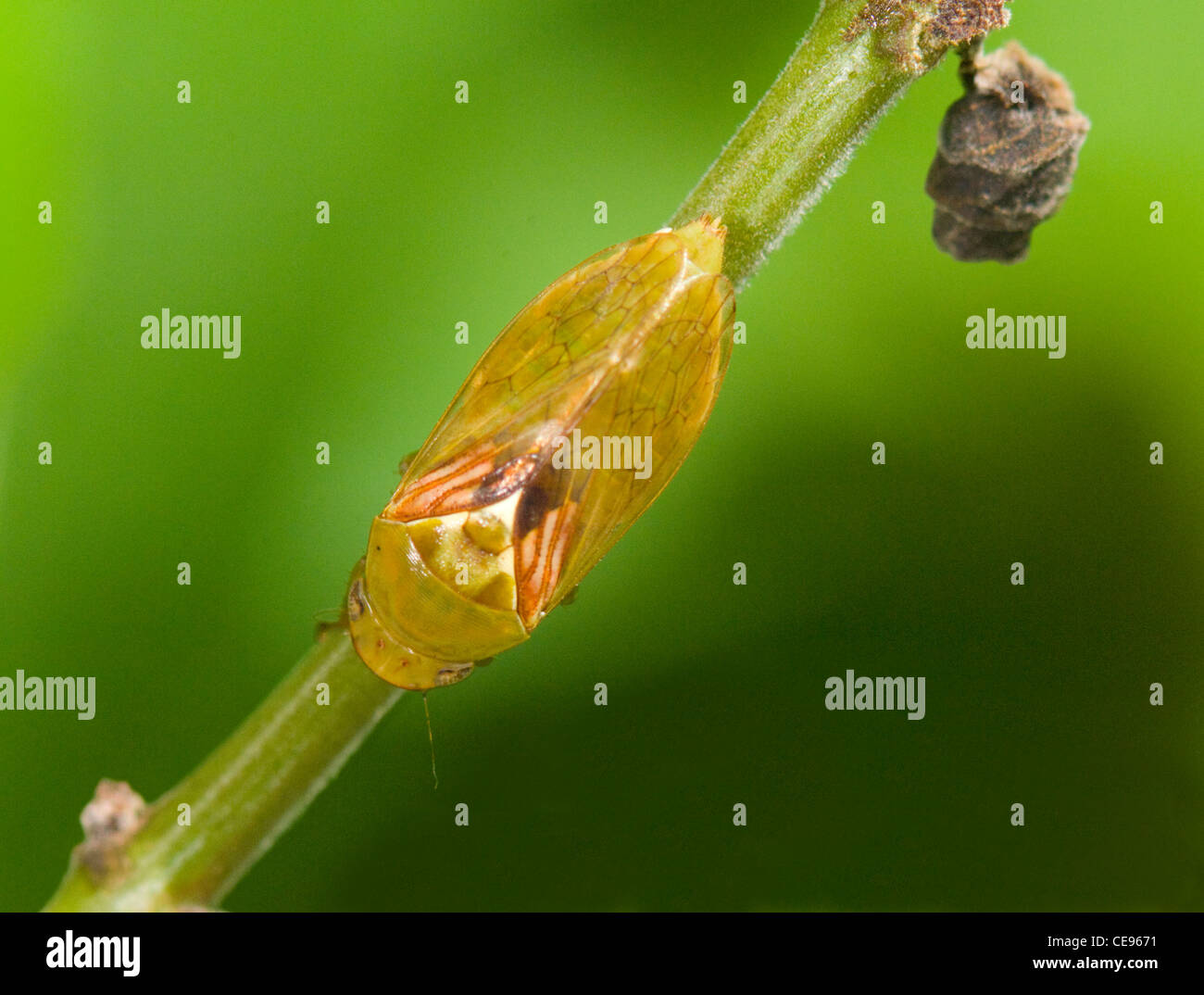 Planthopper hi-res stock photography and images - Alamy