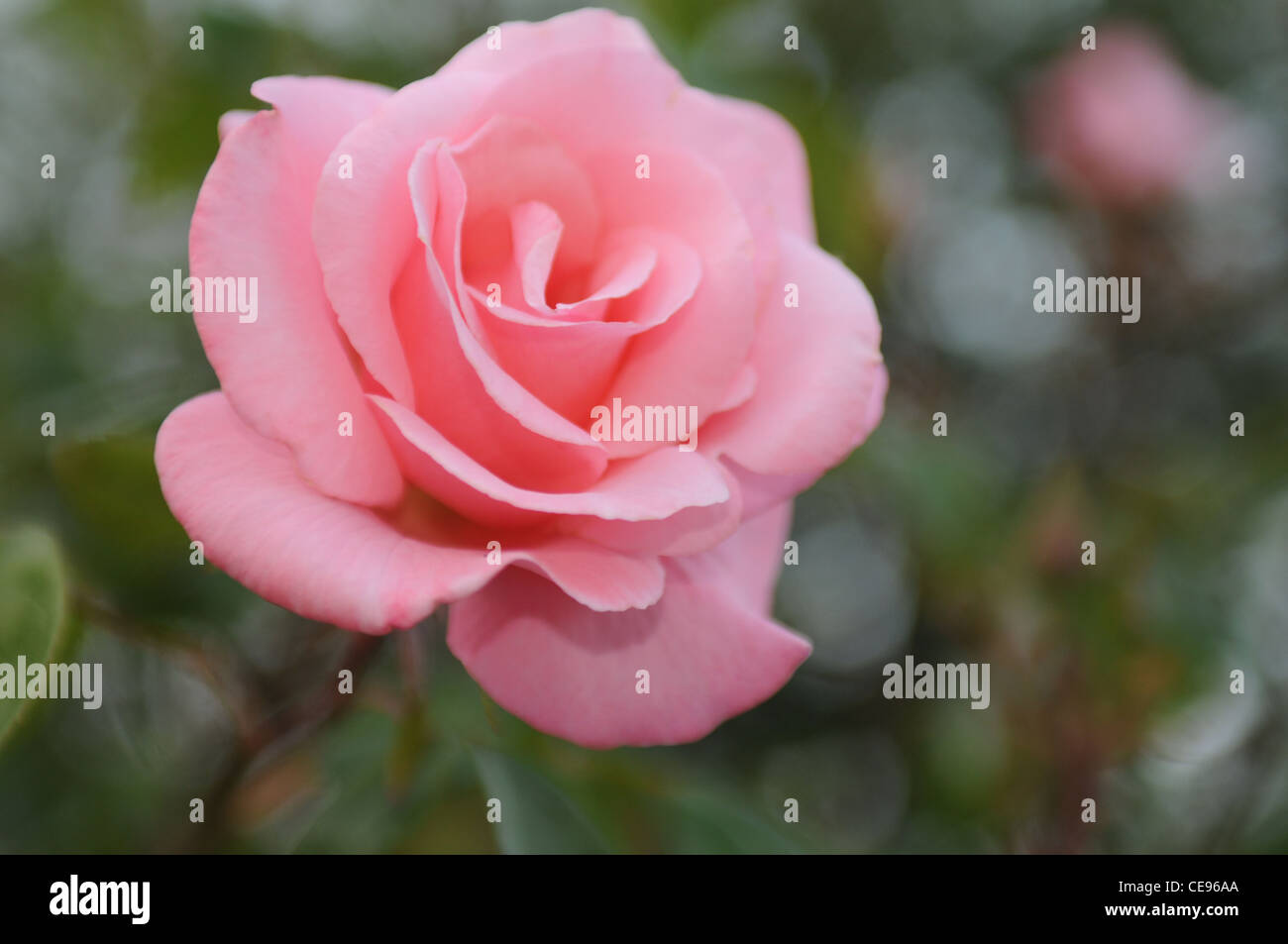 Low depth of field photograph of a flower Stock Photo - Alamy
