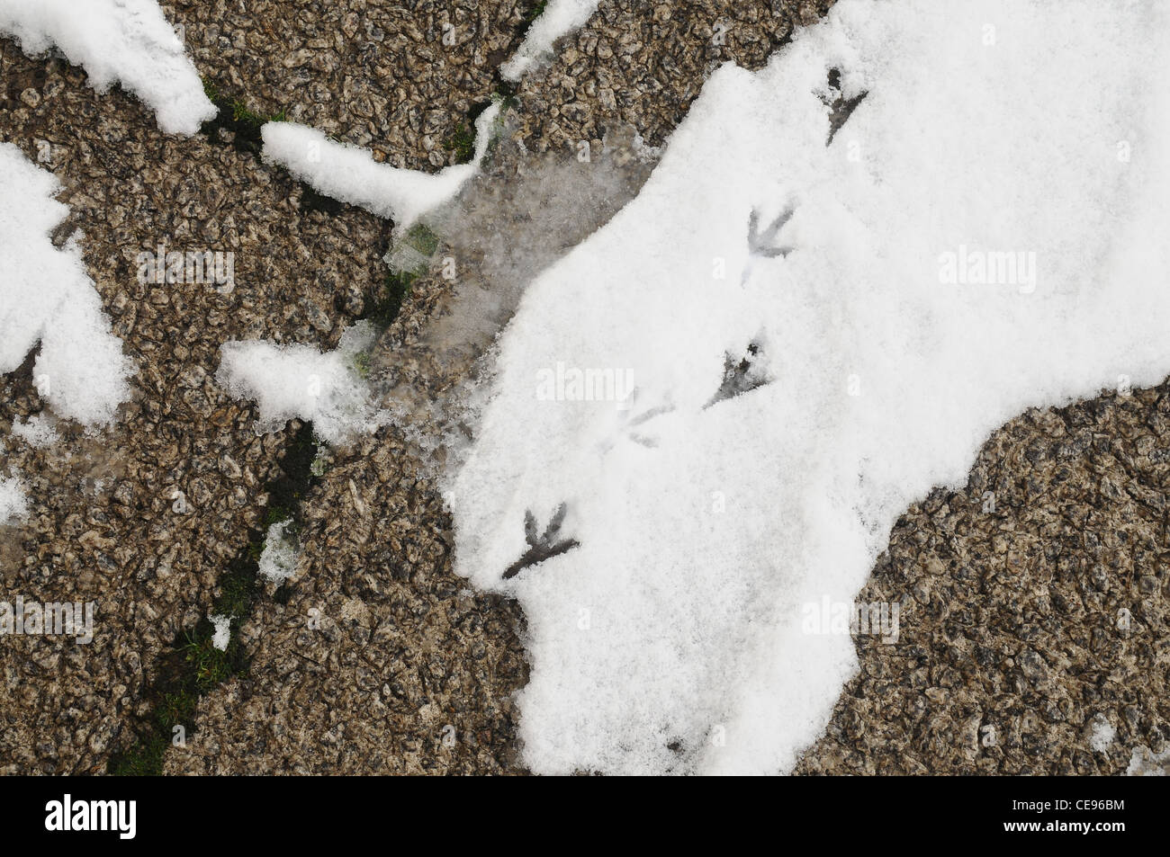 Bird footprints in snow Stock Photo - Alamy